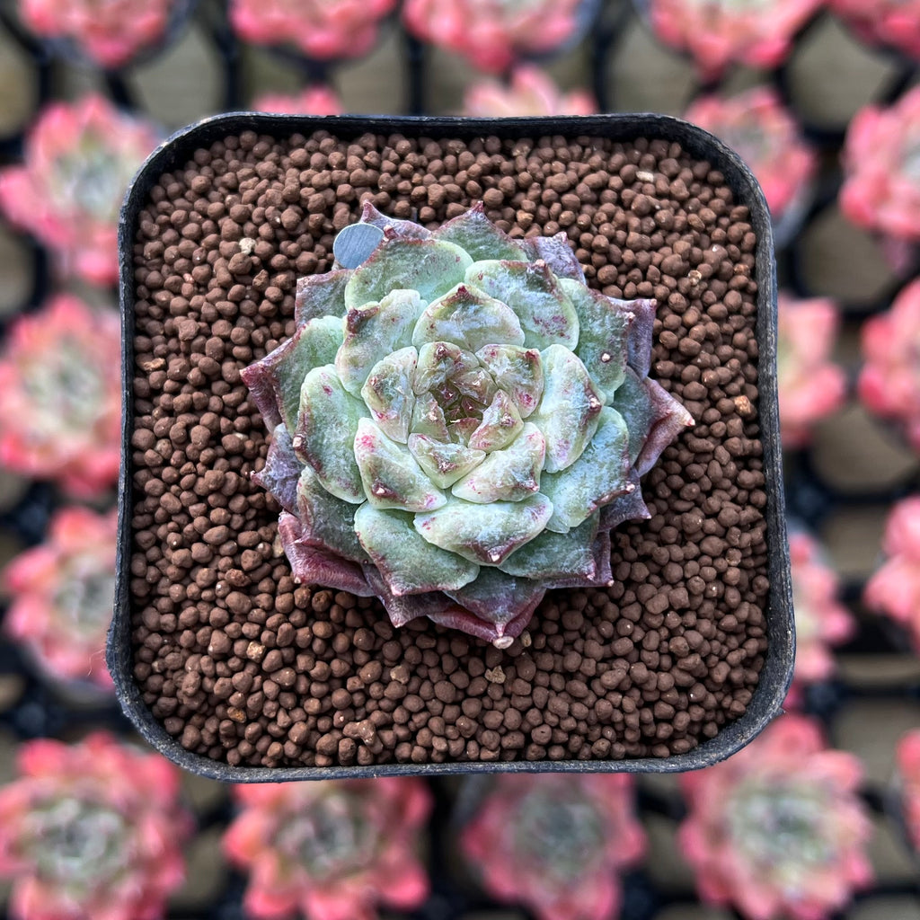 Echeveria 'Ruby Star' 1"-2" New Hybrid Succulent Plant – True ...