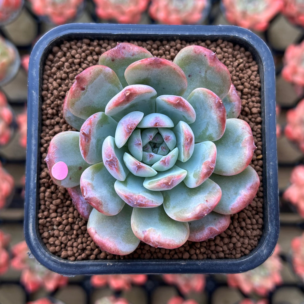 Echeveria 'Cherry Shadow' 2" New Hybrid Succulent Plant – True ...