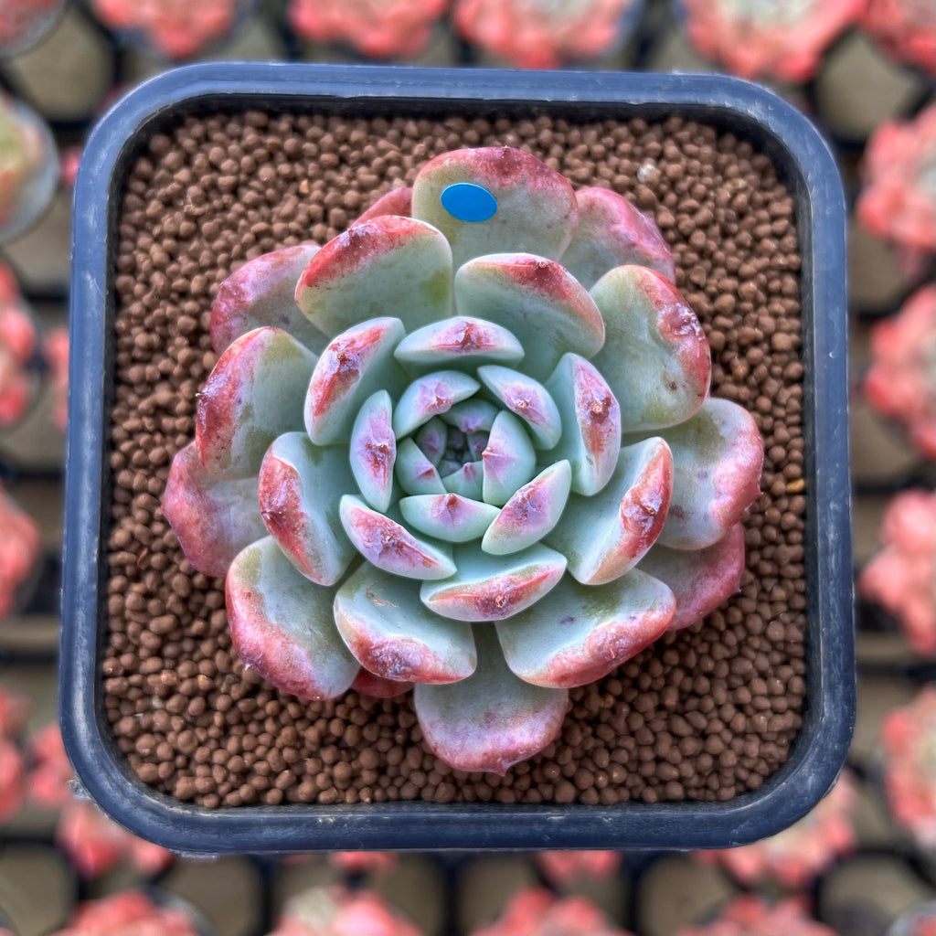 Echeveria 'Cherry Shadow' 2" New Hybrid Succulent Plant – True ...