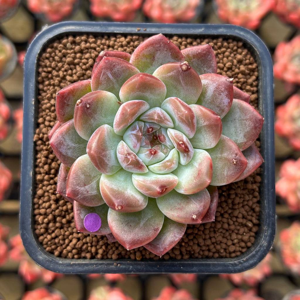 Echeveria 'Watermelon' 2" Succulent Plant – True Succulents Plant Co.
