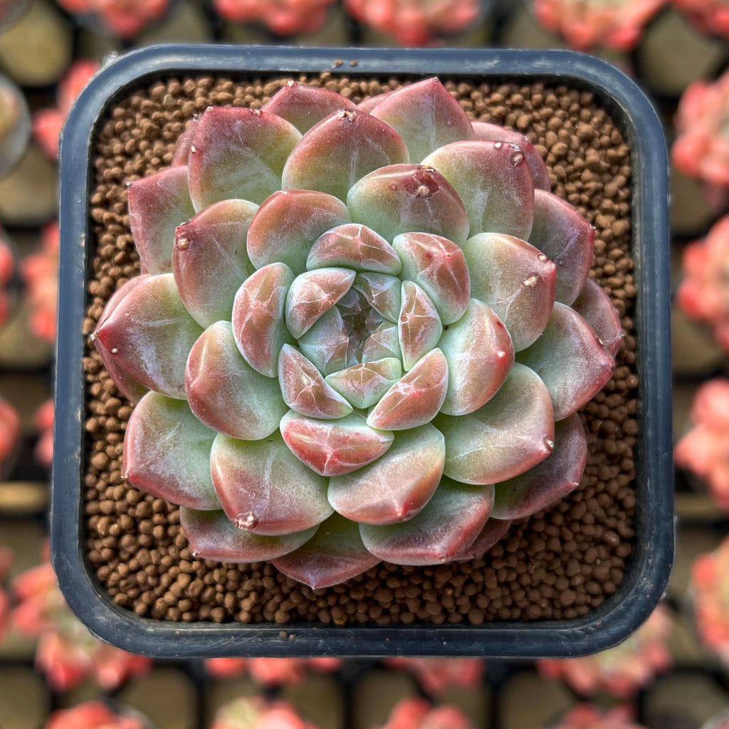 Echeveria 'Watermelon' 2" Succulent Plant – True Succulents Plant Co.