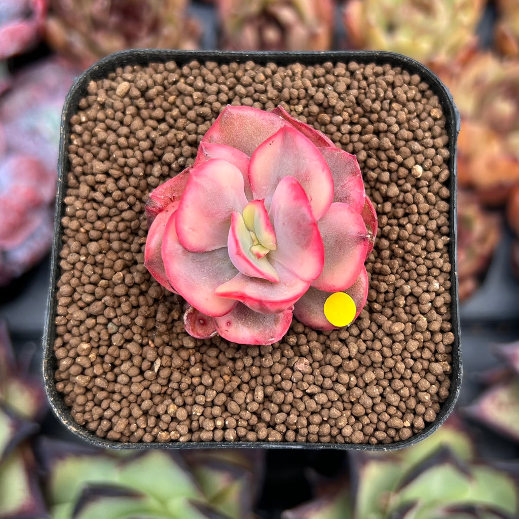 Echeveria 'Suyon' Variegated 1" Succulent Plant – True Succulents Plant Co.
