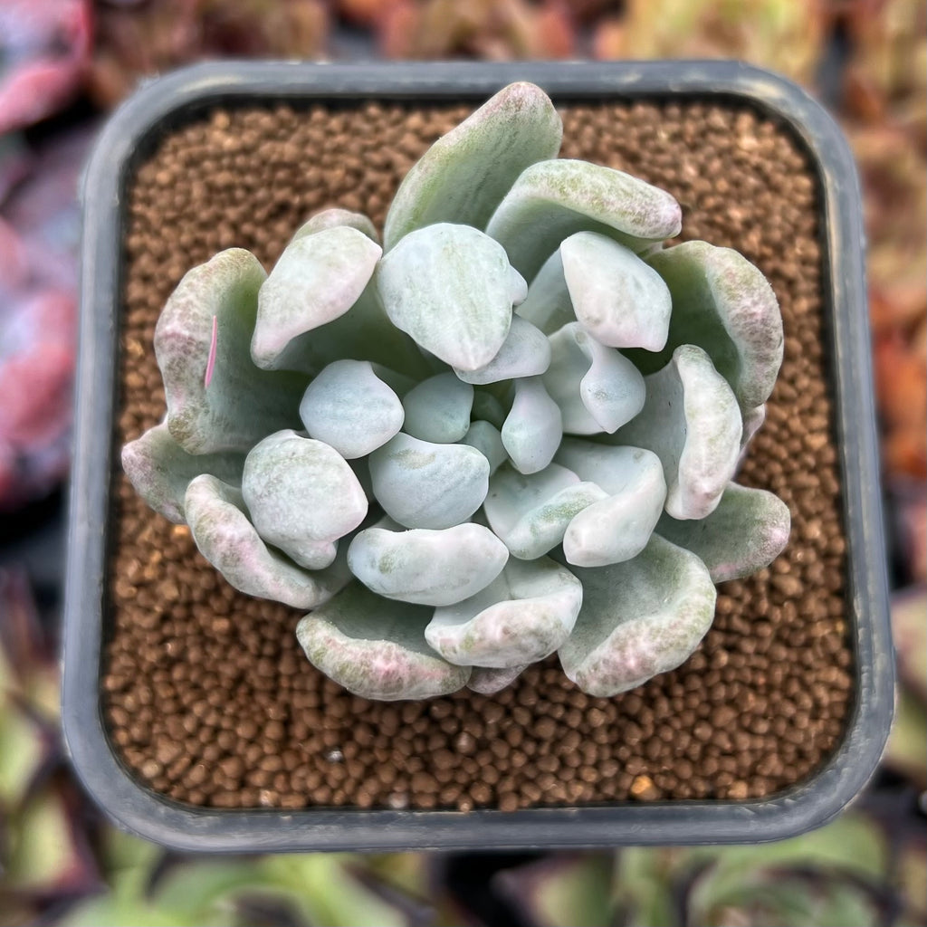 Pachyveria 'Roly-Poly' Variegated 2" Succulent Plant – True Succulents ...