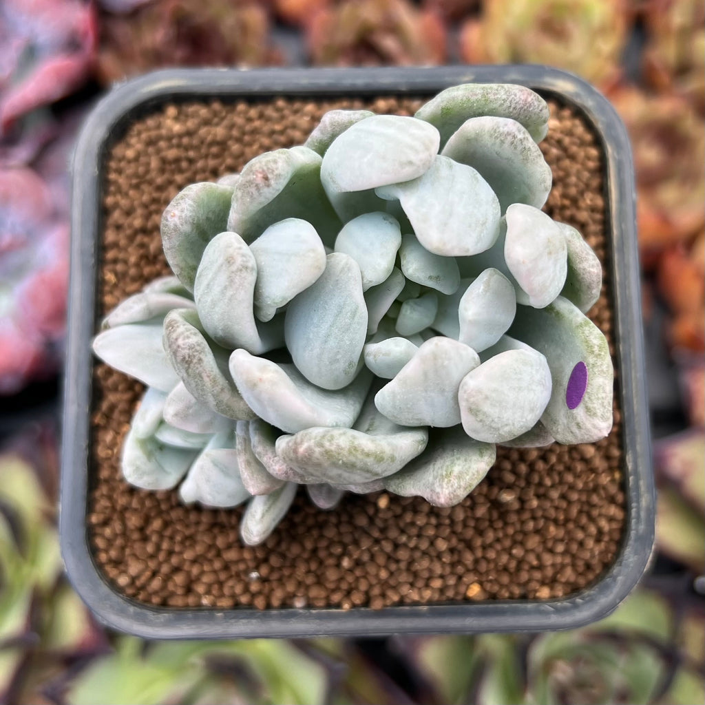 Pachyveria 'Roly-Poly' Variegated 2" Succulent Plant – True Succulents ...
