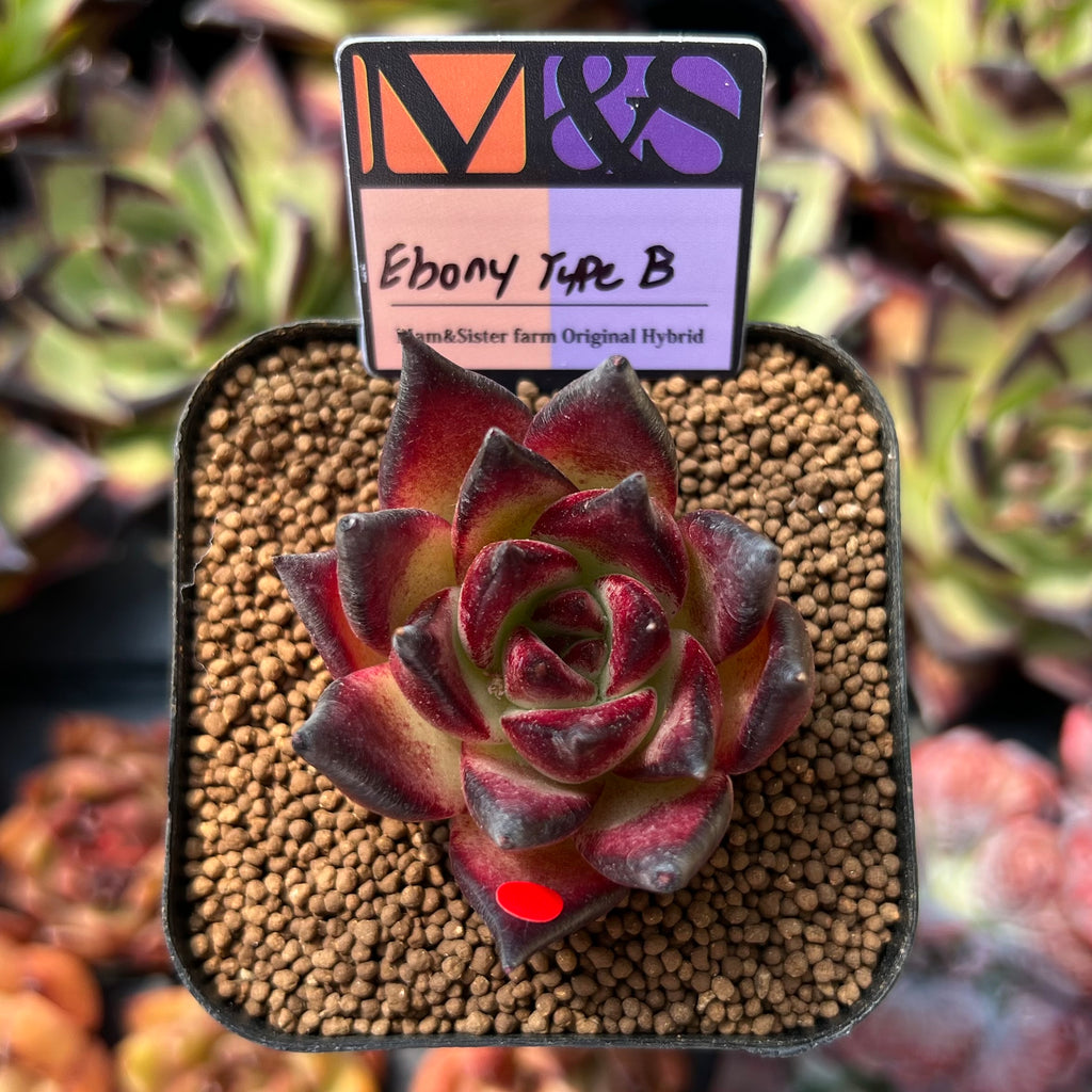 Echeveria Agavoides 'Ebony' Type B 2" Mam&Sister Farm Original Japanes ...