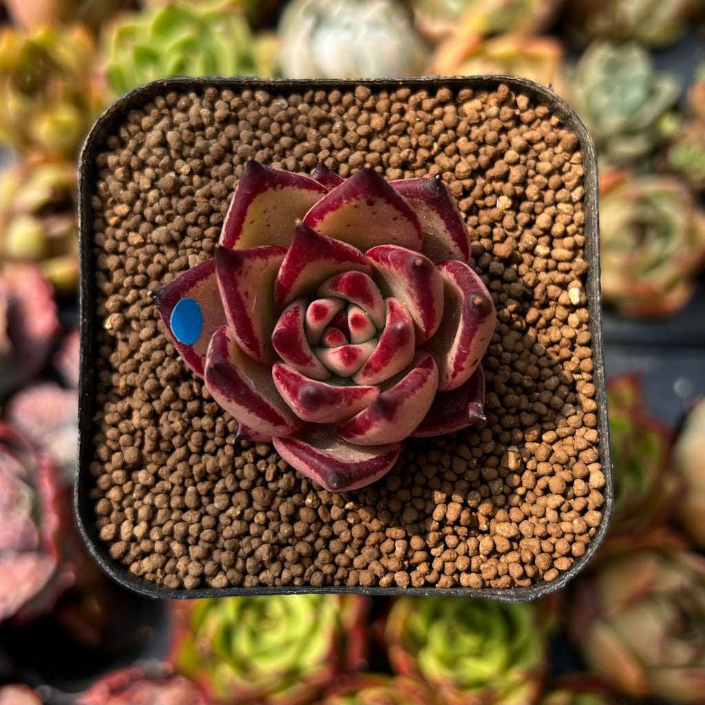 Echeveria Agavoides 'Romeo' 1" Succulent Plant – True Succulents Plant Co.
