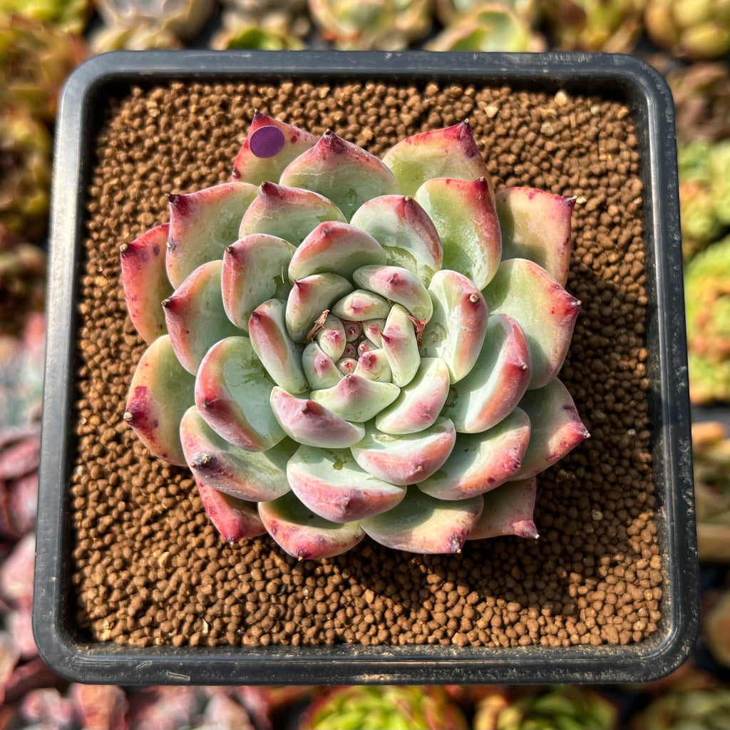 Echeveria 'Ratam' 2"-3" Succulent Plant – True Succulents Plant Co.