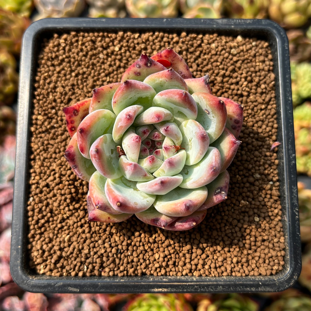 Echeveria 'Ratam' 2"-3" Succulent Plant – True Succulents Plant Co.