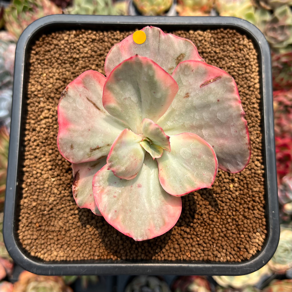 Echeveria 'Cabbage' Variegated 3" Succulent Plant – True Succulents ...