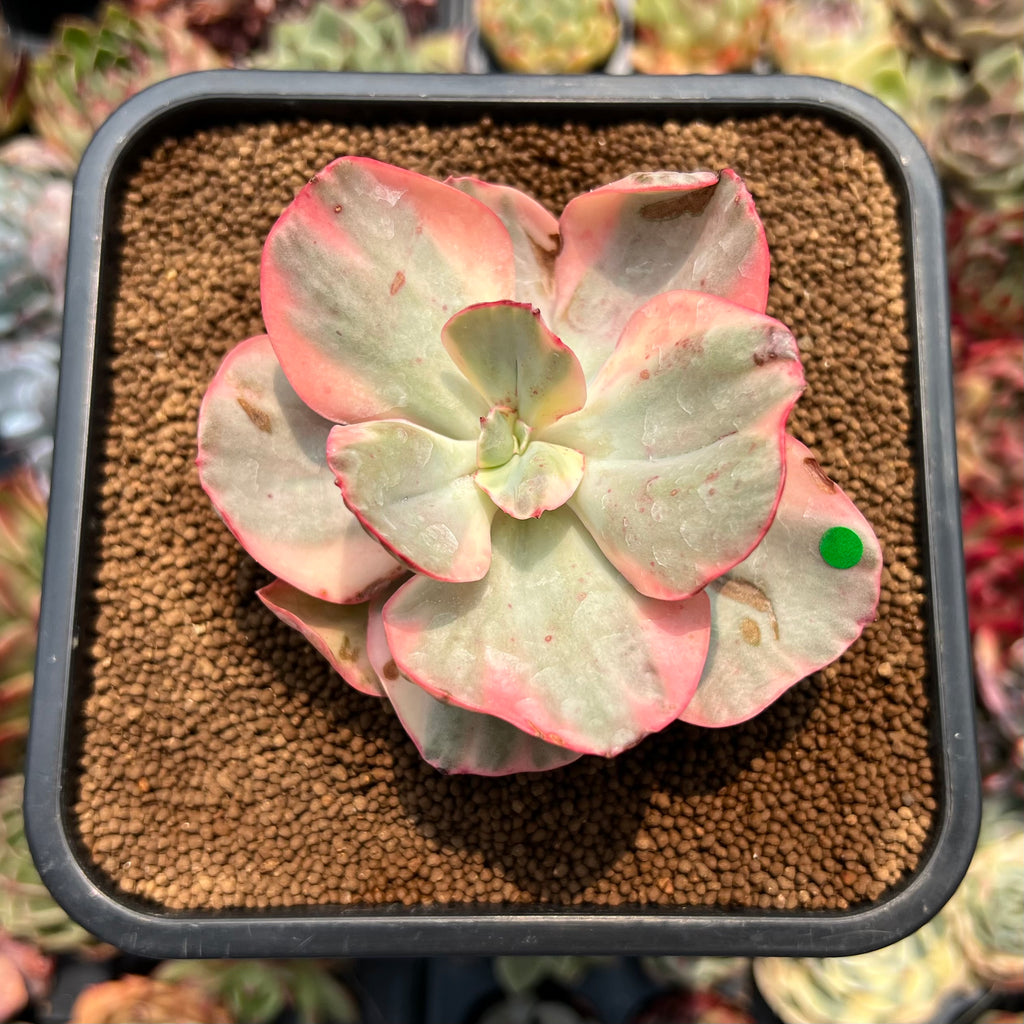 Echeveria 'Cabbage' Variegated 3" Succulent Plant – True Succulents ...