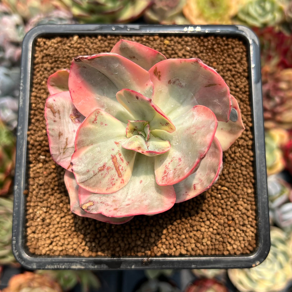 Echeveria 'Cabbage' Variegated 3" Succulent Plant – True Succulents ...