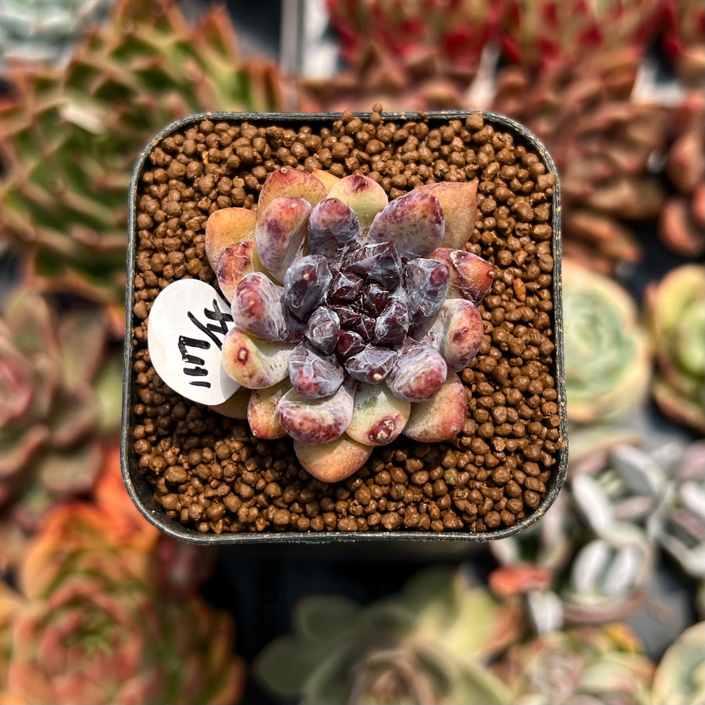 Echeveria 'Chanel Rose' 1" Succulent Plant – True Succulents Plant Co.