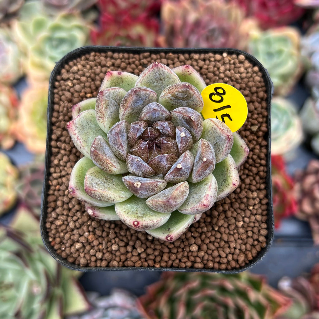 Echeveria 'Milk Purnet' 1"-2" Flower Village Original Hybrid Succulent ...
