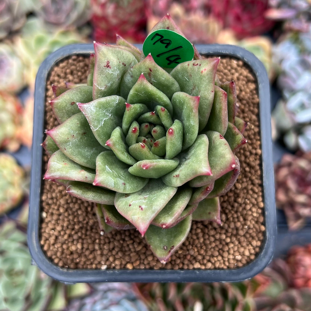 Echeveria Agavoides 'Leopard Maria' Variegated/Mutated 2" Succulent Pl ...