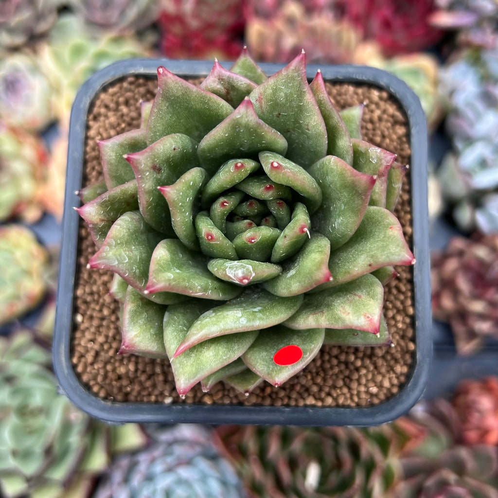 Echeveria Agavoides 'Leopard Maria' Variegated/Mutated 2" Succulent Pl ...