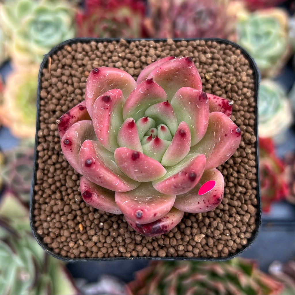 Echeveria Agavoides 'Quasar' 2" Succulent Plant – True Succulents Plant Co.