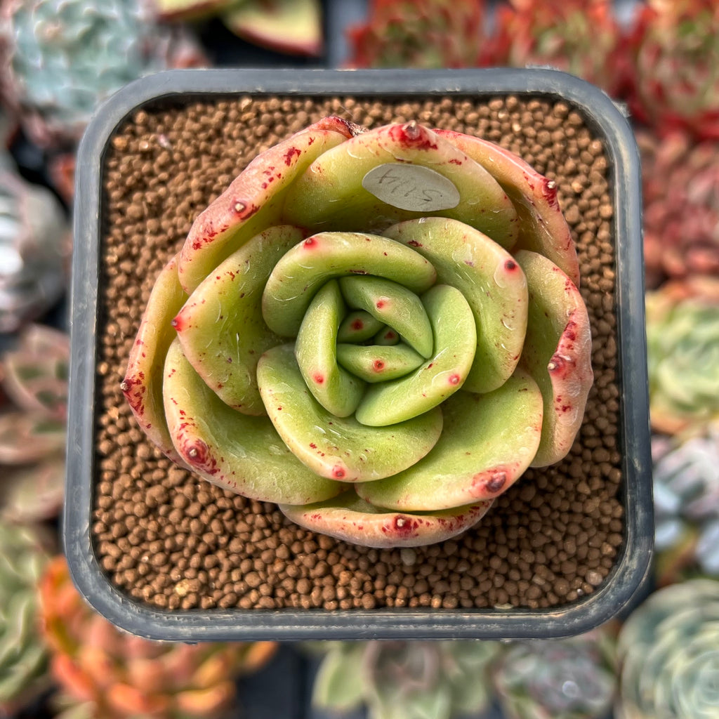 Echeveria Agavoides 'Jupiter' 2" Succulent Plant – True Succulents ...