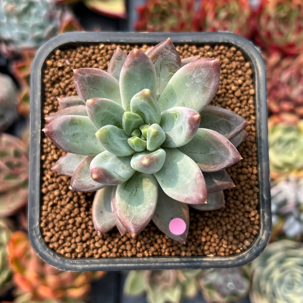 Pachyphytum Compactum 'Glaucum' 2" Succulent Plant – True Succulents ...