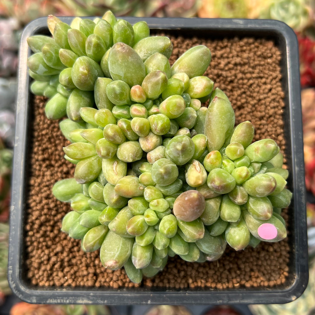 Pachyphytum 'Compactum' Crested 3" Succulent Plant – True Succulents ...