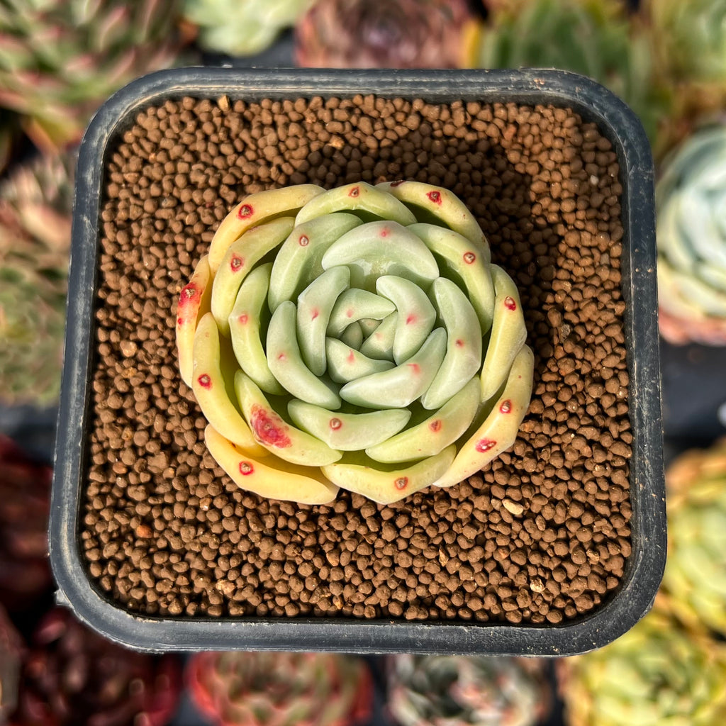 Echeveria 'Fila' 1" Succulent Plant – True Succulents Plant Co.