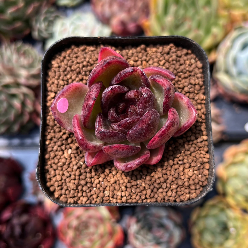 Echeveria 'Black Queen' x 'Colorata' 2" Flower Village Original Hybrid ...