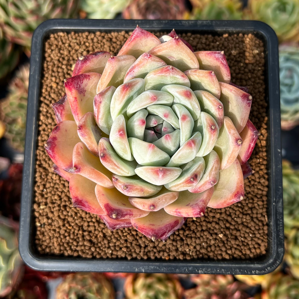 Echeveria 'Colorata' 3" Succulent Plant – True Succulents Plant Co.