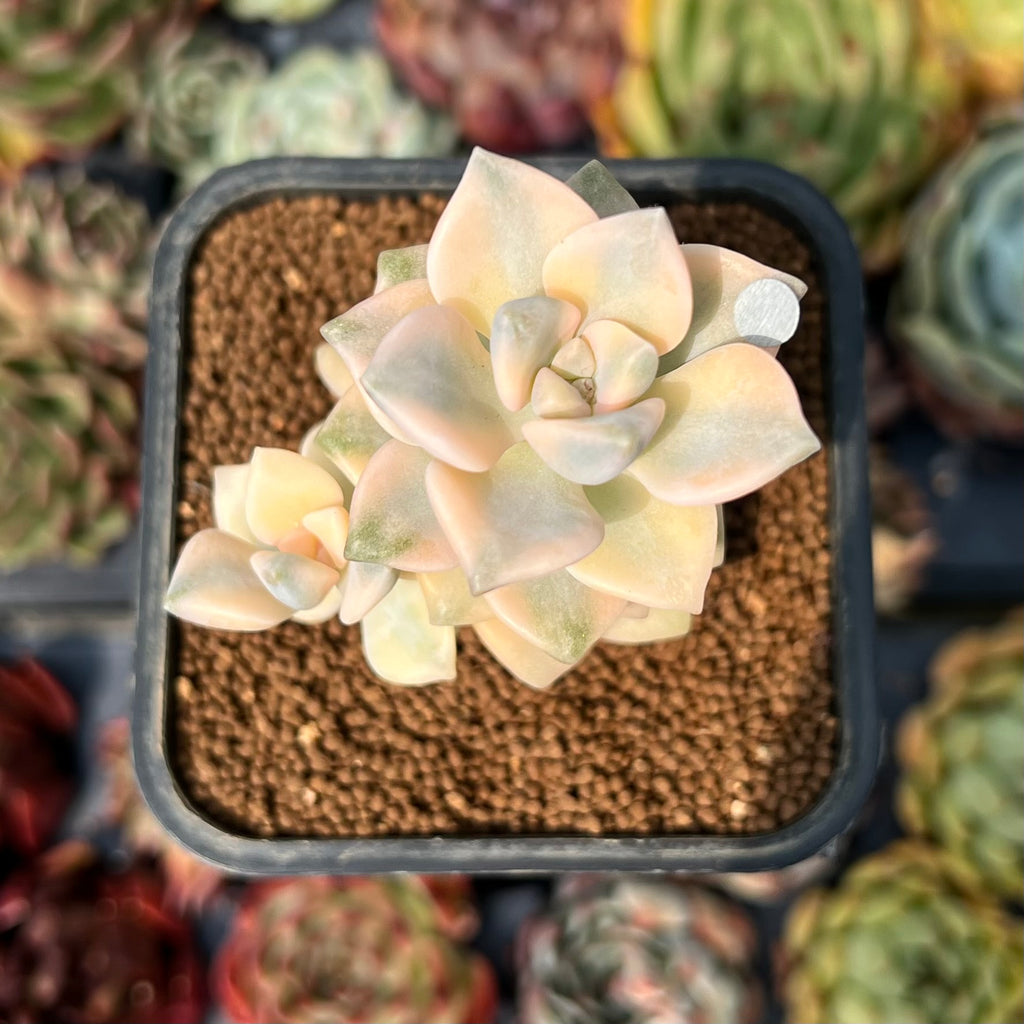 Graptoveria 'Titubans' Variegated 1” Succulent Plant – True Succulents ...