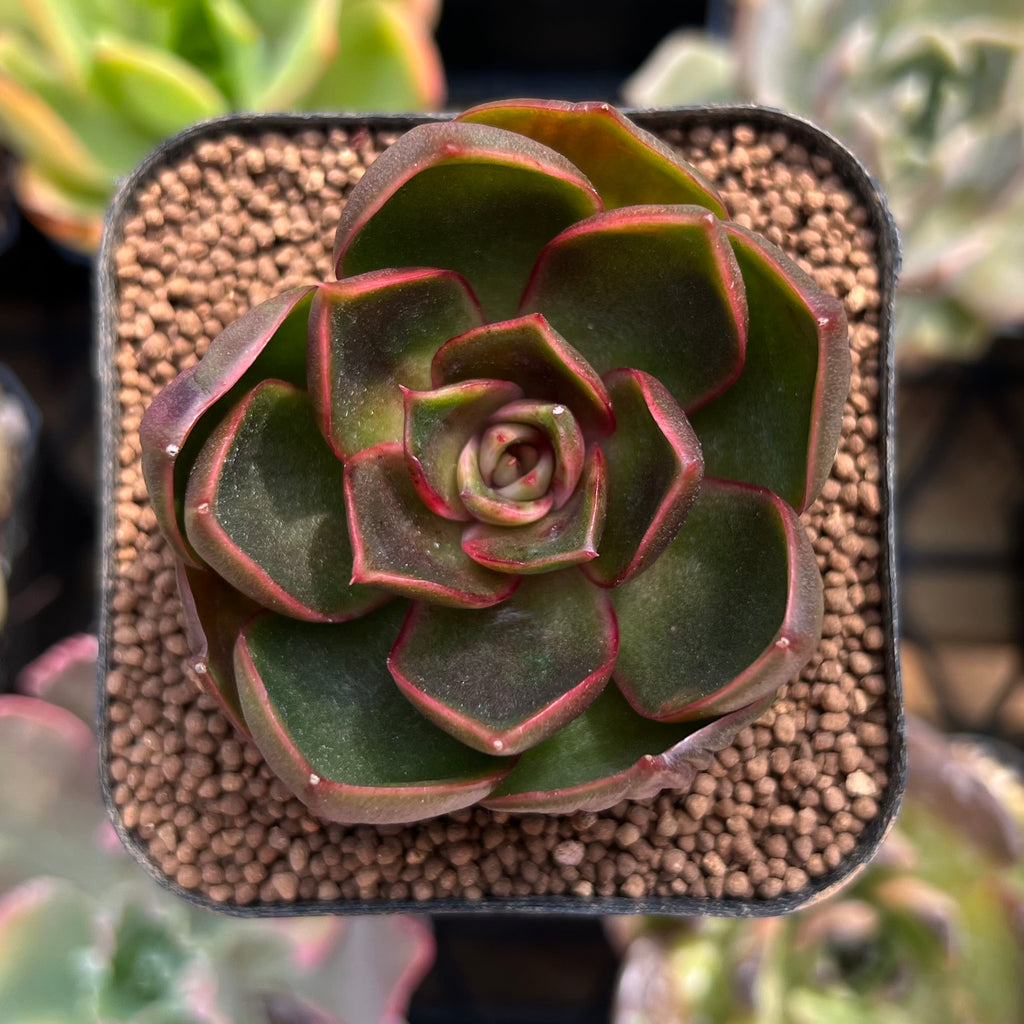 Echeveria 'Red Lantern' 2" Succulent Plant – True Succulents Plant Co.