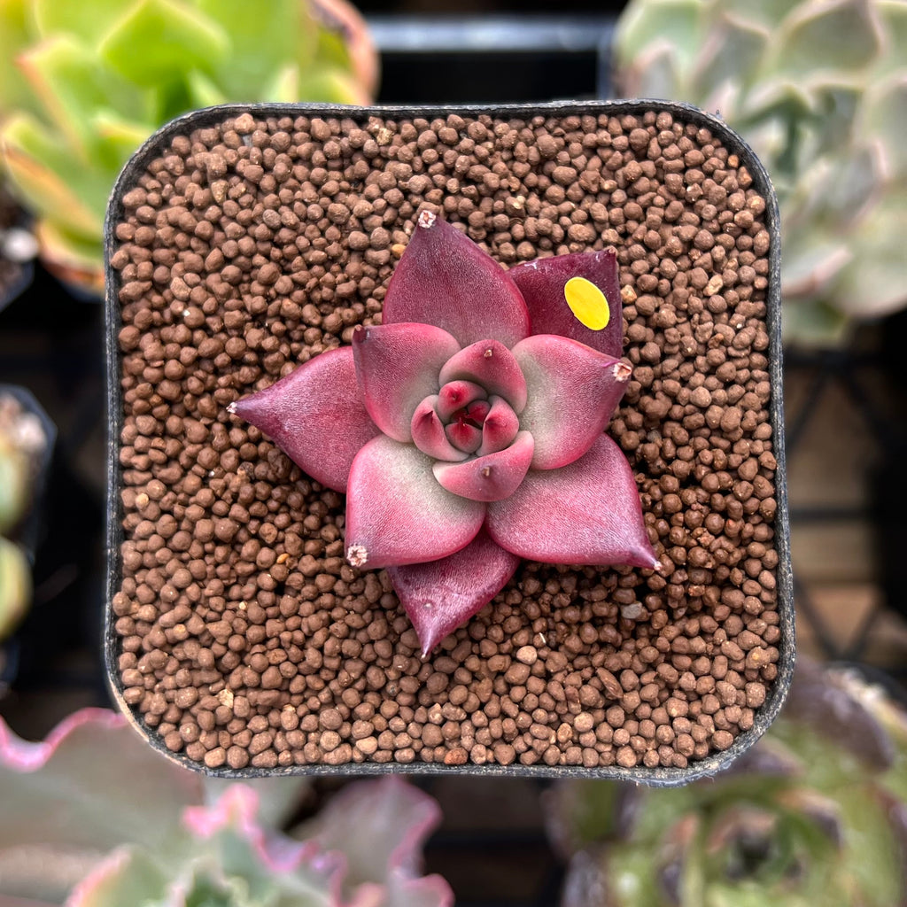 Echeveria Agavoides 'Romeo' 1" Succulent Plant – True Succulents Plant Co.