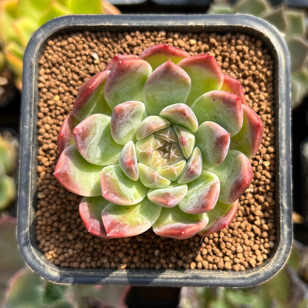 Echeveria 'Watermelon' 2" New Hybrid Succulent Plant – True Succulents ...