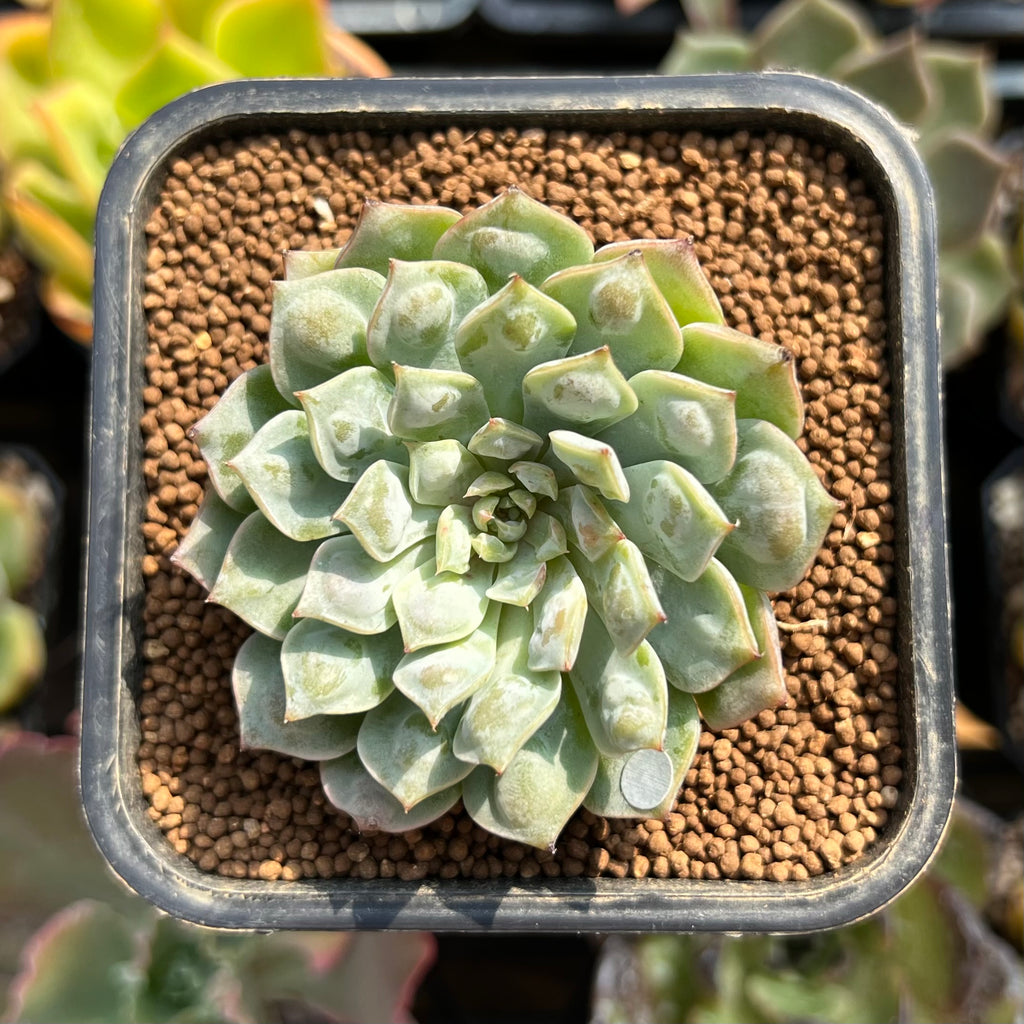 Echeveria 'Eyes' 2" Succulent Plant – True Succulents Plant Co.