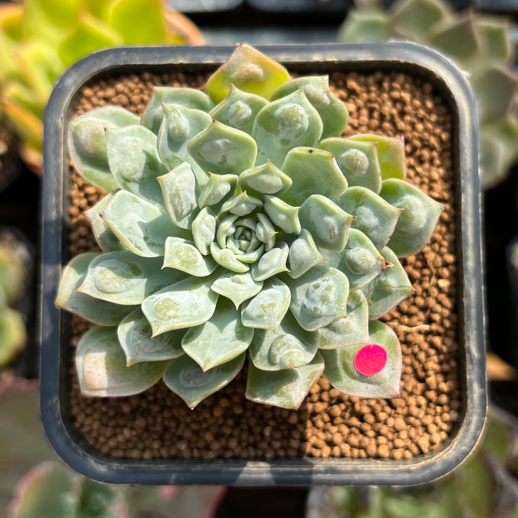 Echeveria 'Eyes' 2" Succulent Plant – True Succulents Plant Co.