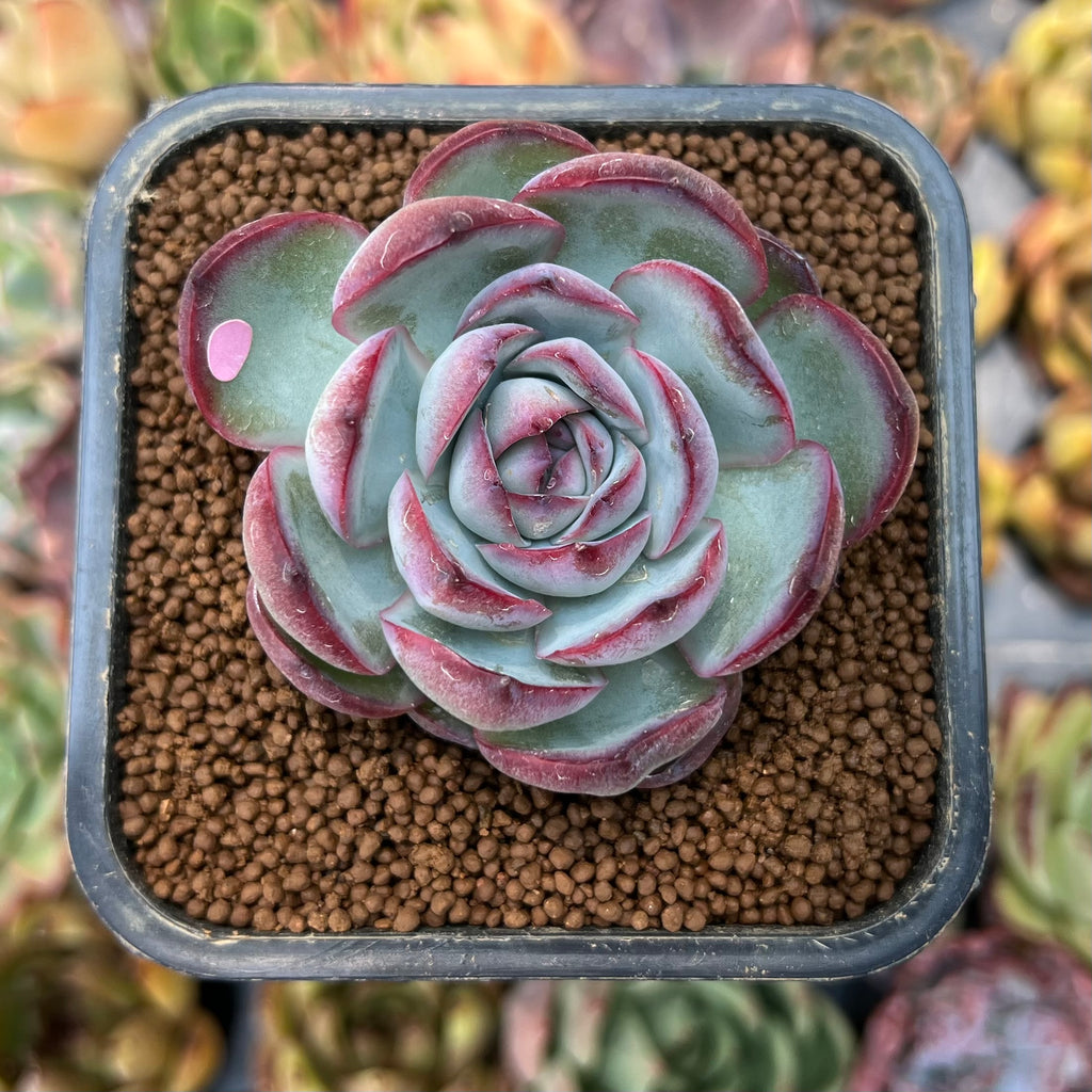 Echeveria 'Chubby Bunny' 2" Succulent Plant – True Succulents Plant Co.