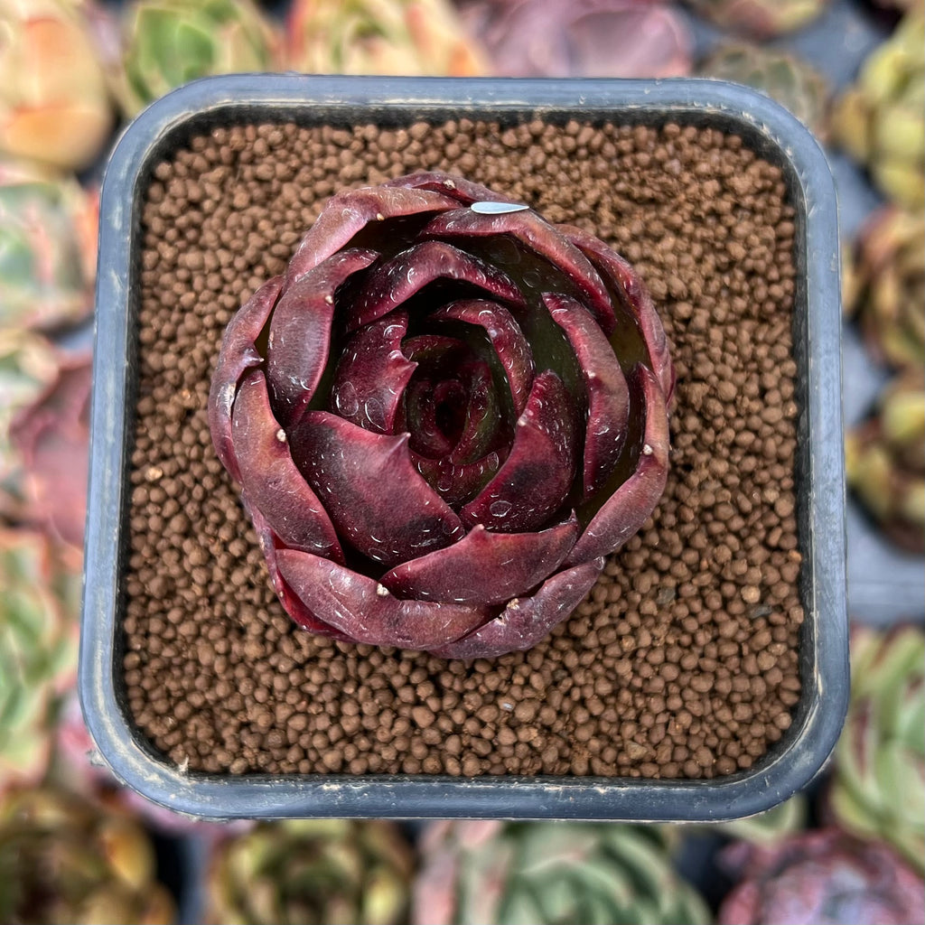 Echeveria 'Red Lantern' 2" Succulent Plant – True Succulents Plant Co.