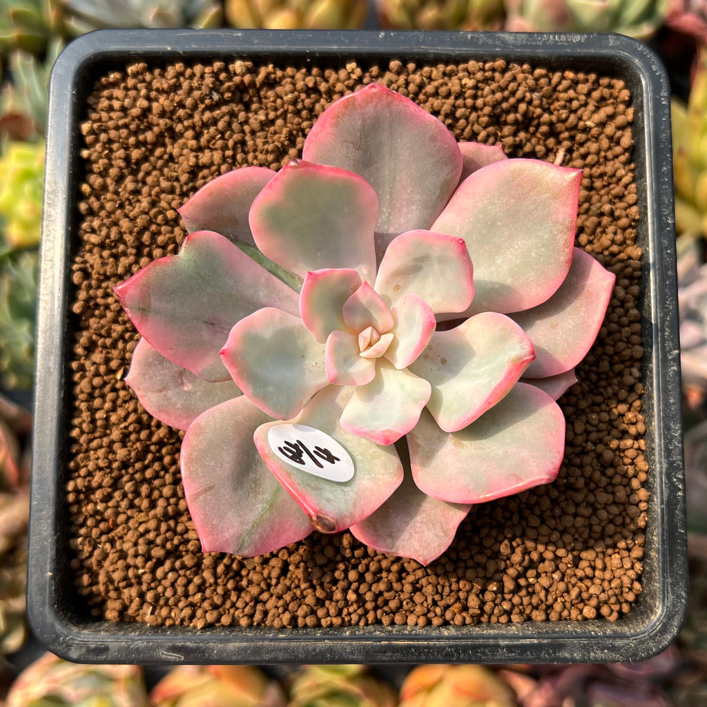 Echeveria 'Pink Harin' Variegated 2"-3" Succulent Plant – True ...