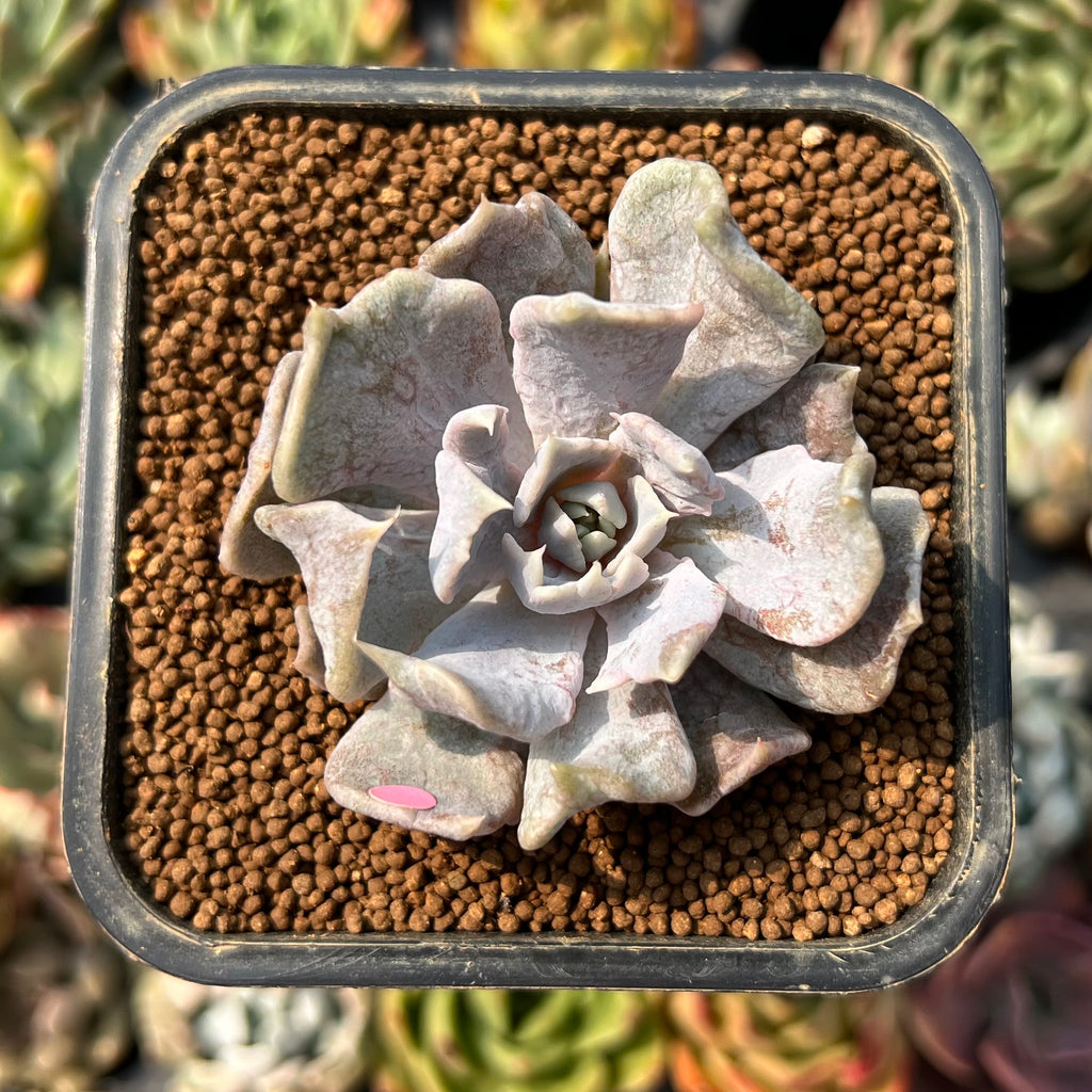 Echeveria 'Vampire Appaloosa' 2" Lilacina Mutant Succulent Plant Cutti ...