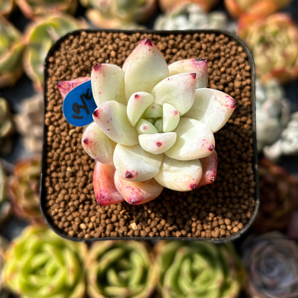 Echeveria 'Colorata' 1" Succulent Plant – True Succulents Plant Co.