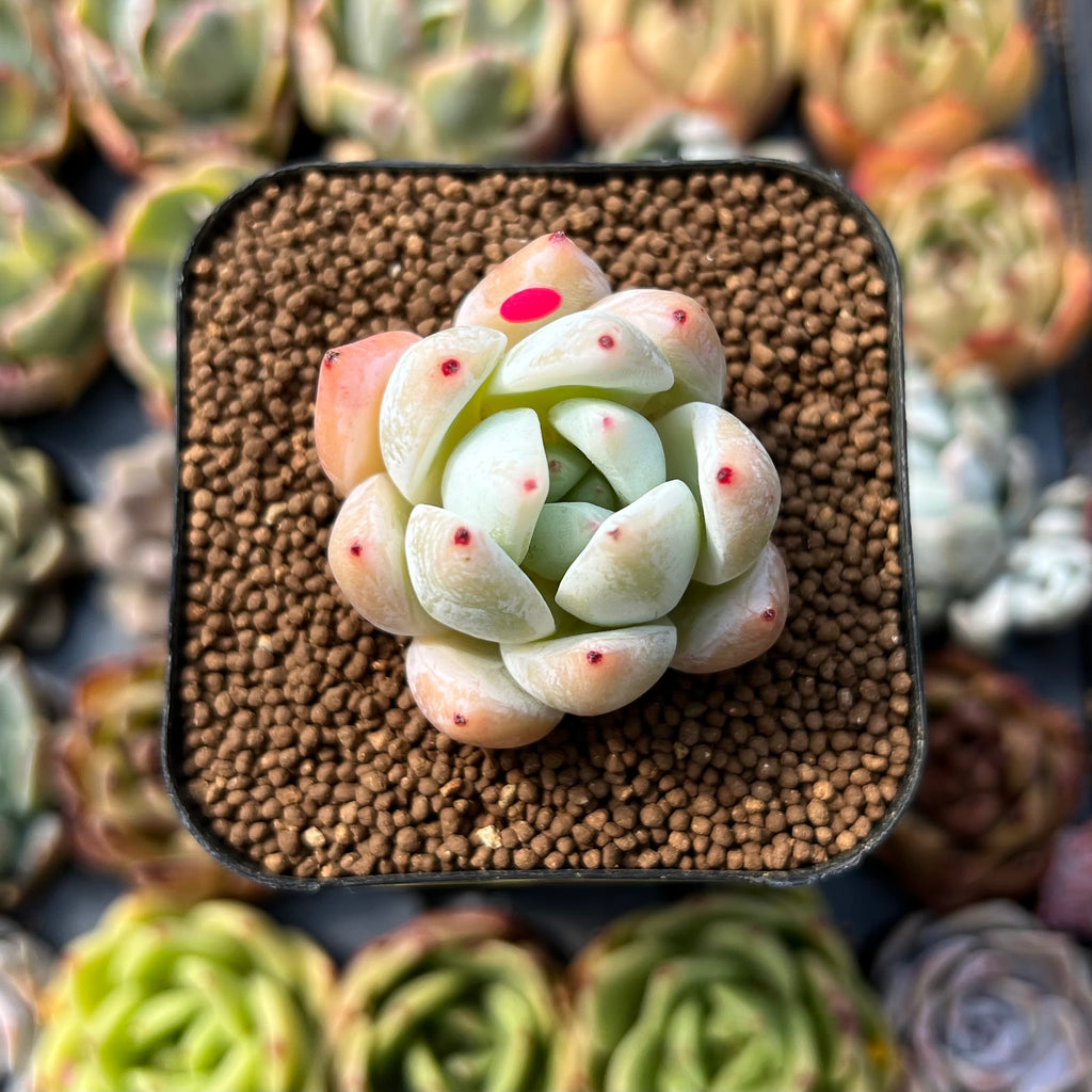 Echeveria 'Colorata' 1" Succulent Plant – True Succulents Plant Co.