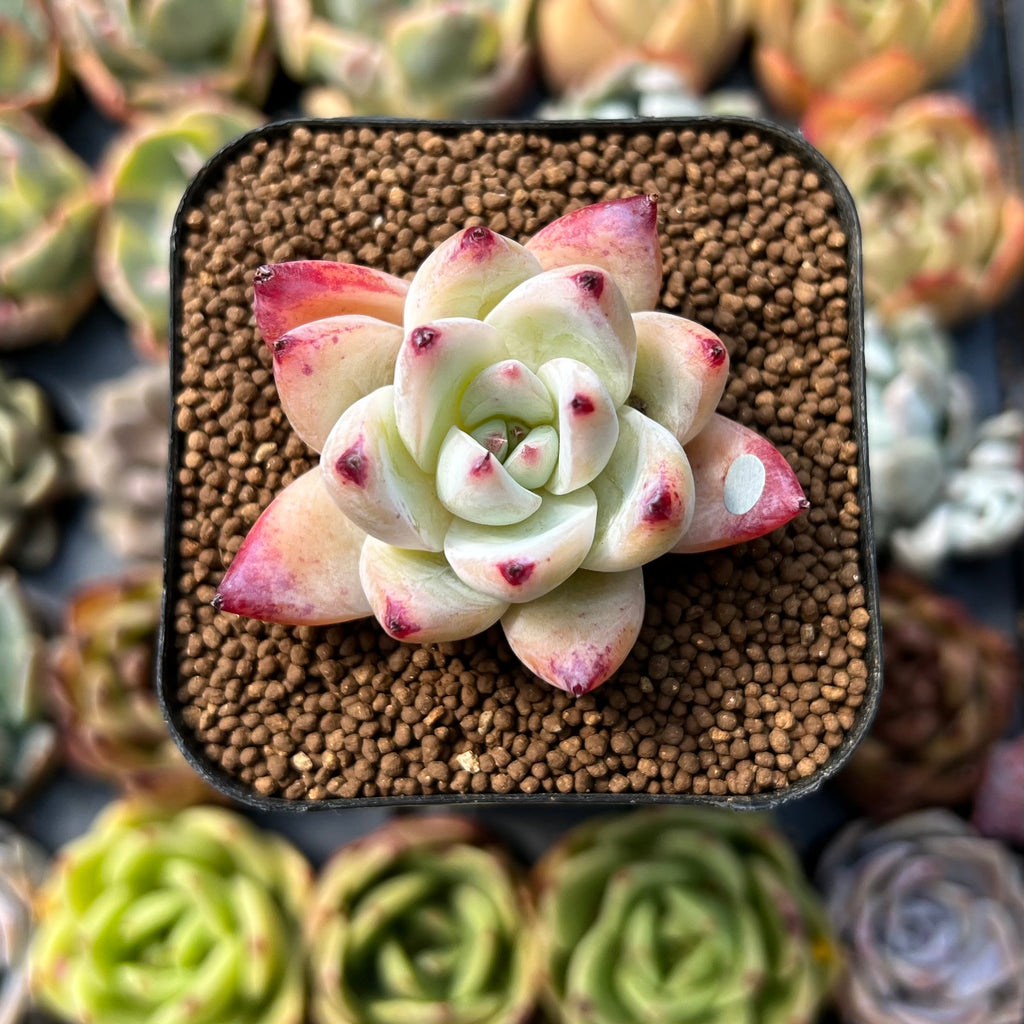 Echeveria 'Colorata' 1" Succulent Plant – True Succulents Plant Co.