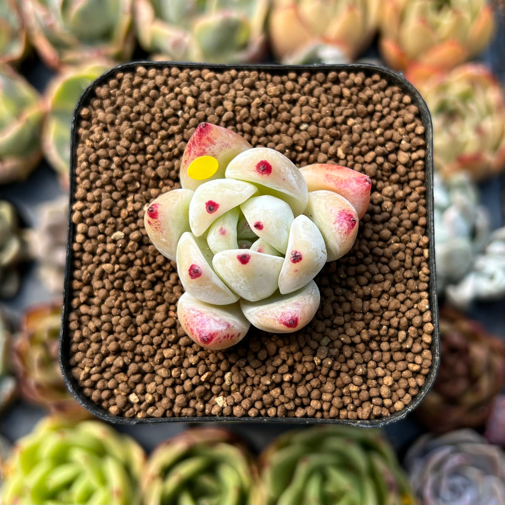 Echeveria 'Colorata' 1" Succulent Plant – True Succulents Plant Co.