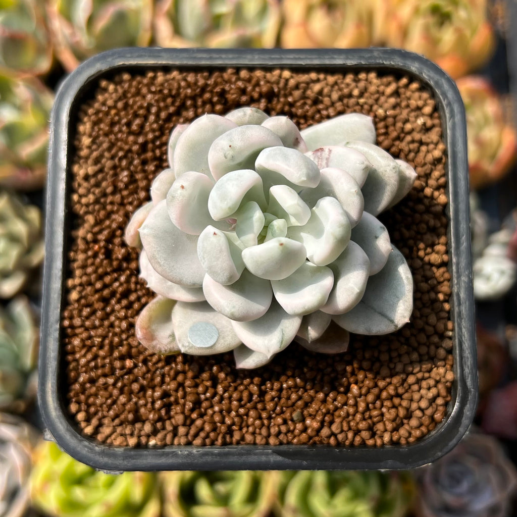 Pachyveria 'Roly-Poly' Variegated 2" Succulent Plant – True Succulents ...