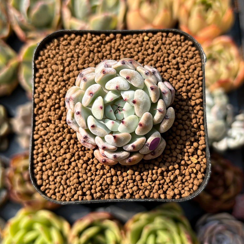 Echeveria 'Black Zaragoza' 1" Succulent Plant – True Succulents Plant Co.