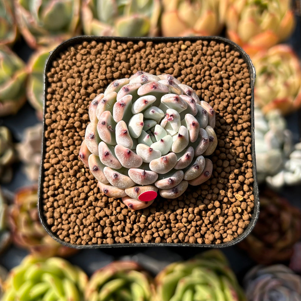 Echeveria 'Black Zaragoza' 1" Succulent Plant – True Succulents Plant Co.