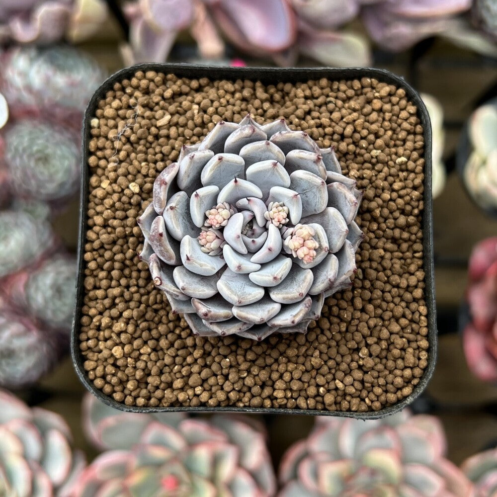 Echeveria 'Gray Rosa' 1" Succulent Plant – True Succulents Plant Co.