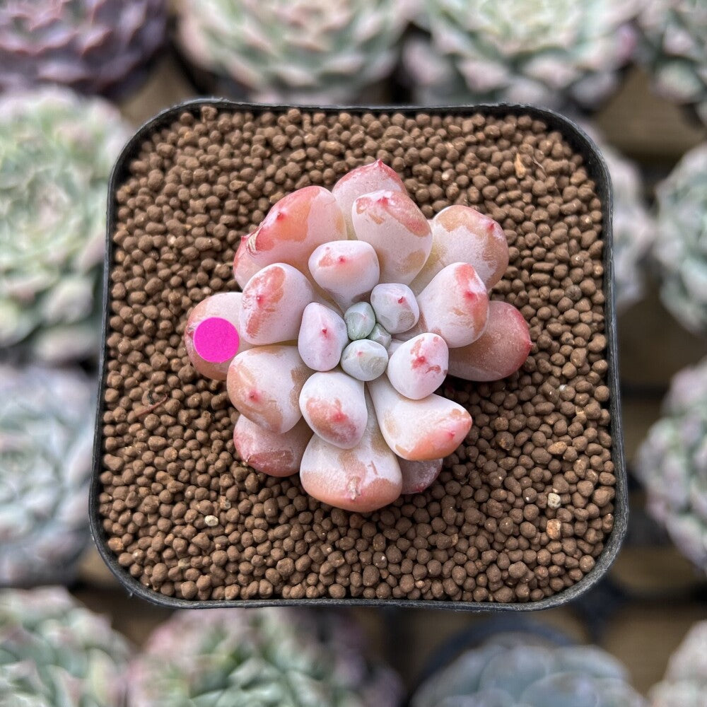 Echeveria Hybrid sp. 1"-2" Seed-Grown Unique Individual Succulent Plan ...