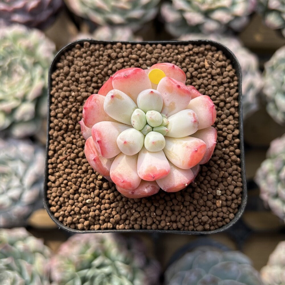 Echeveria Hybrid sp. 1"-2" Seed-Grown Unique Individual Succulent Plan ...