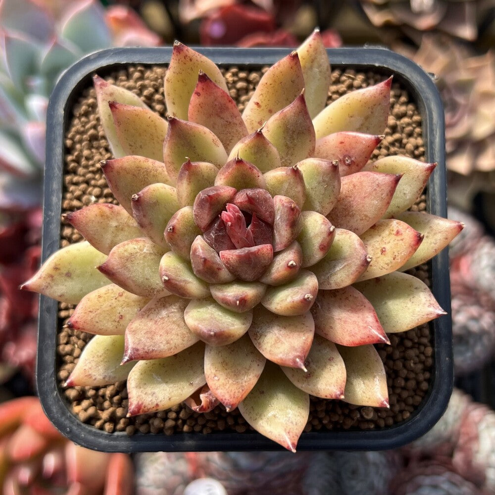 Echeveria sp. Seed-grown Clone 2"-3" Succulent Plant Cutting – True ...