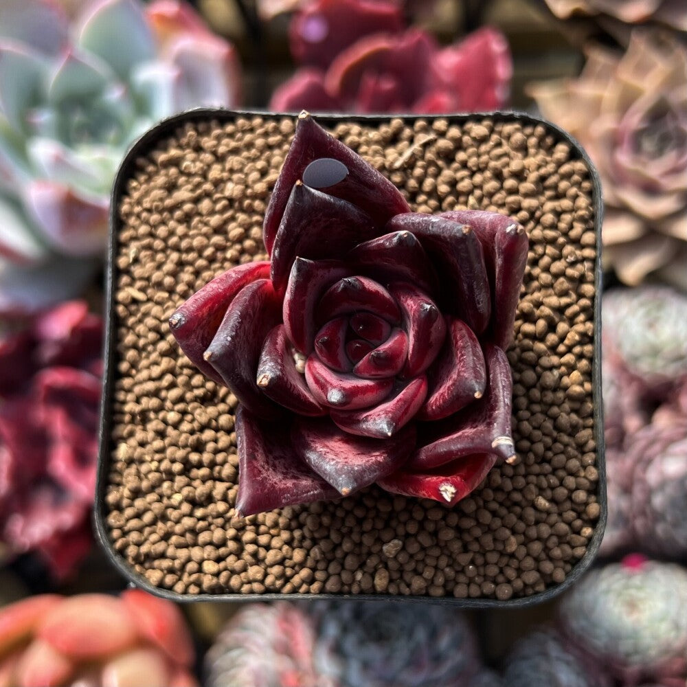 Echeveria Agavoides 'Romeo' 2" Succulent Plant – True Succulents Plant Co.