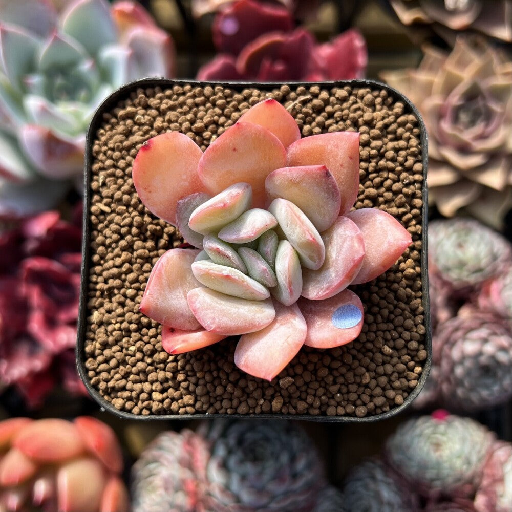 Echeveria 'Paul Shay' 1"-2" Succulent Plant Cutting – True Succulents ...