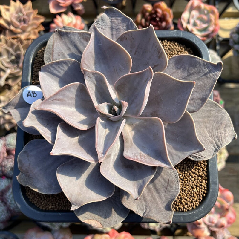 Echeveria Rodolfi 5" Succulent Plant – True Succulents Plant Co.